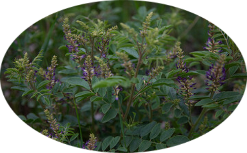 REGLISSE - Bien-être IrisBien-être Iris